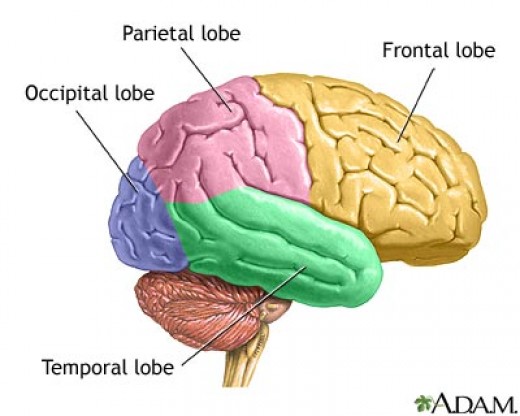 Positions And Functions Of The Four Brain Lobes MD Health