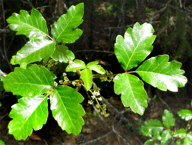 9 Poisonous Plants That Cause Rashes | New Health Advisor