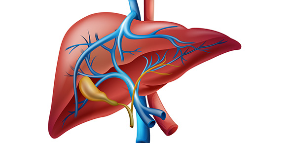 Types of Liver Function Tests and Their Normal Ranges | New Health Advisor