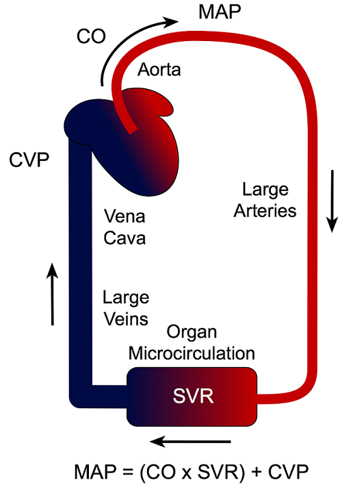Mean Arterial Pressure Calculation and Results | New Health Advisor