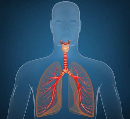 Functions of Respiratory System Organs | New Health Advisor